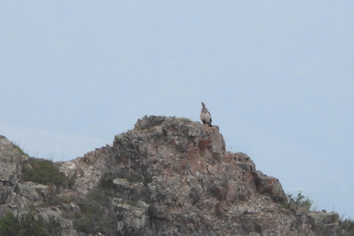 阿尔泰雪鸡 (Tetraogallus altaicus). 新疆鸟类.
