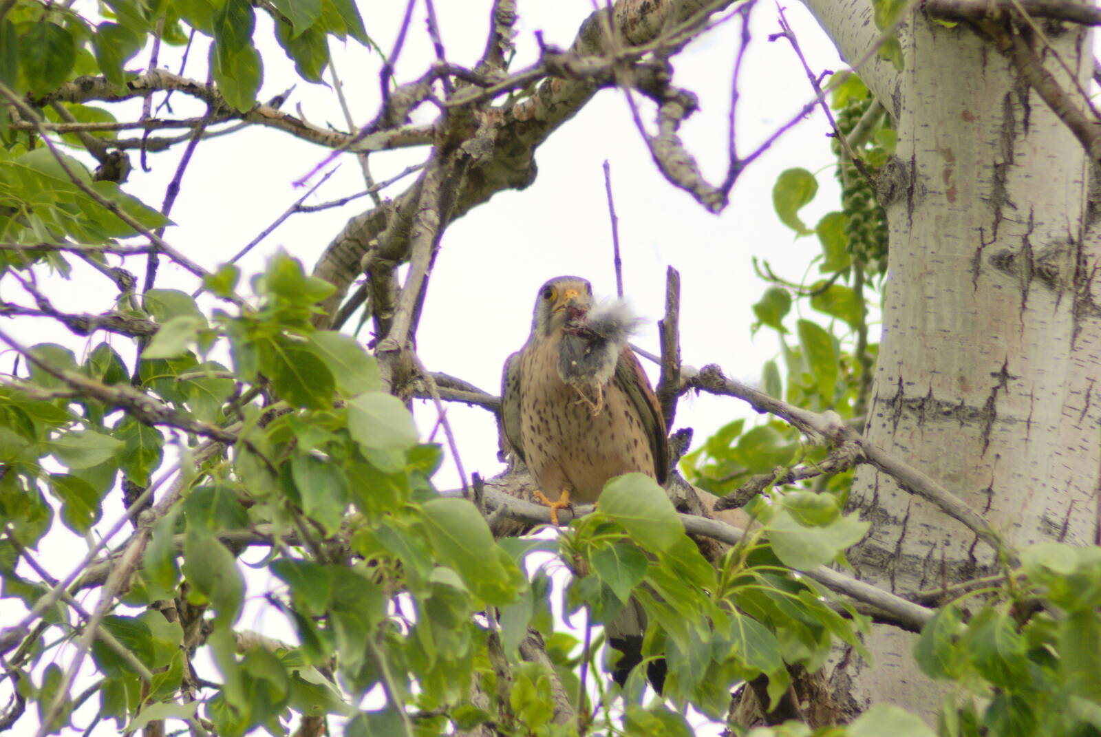 红隼 (Falco tinnunculus). 新疆鸟类.