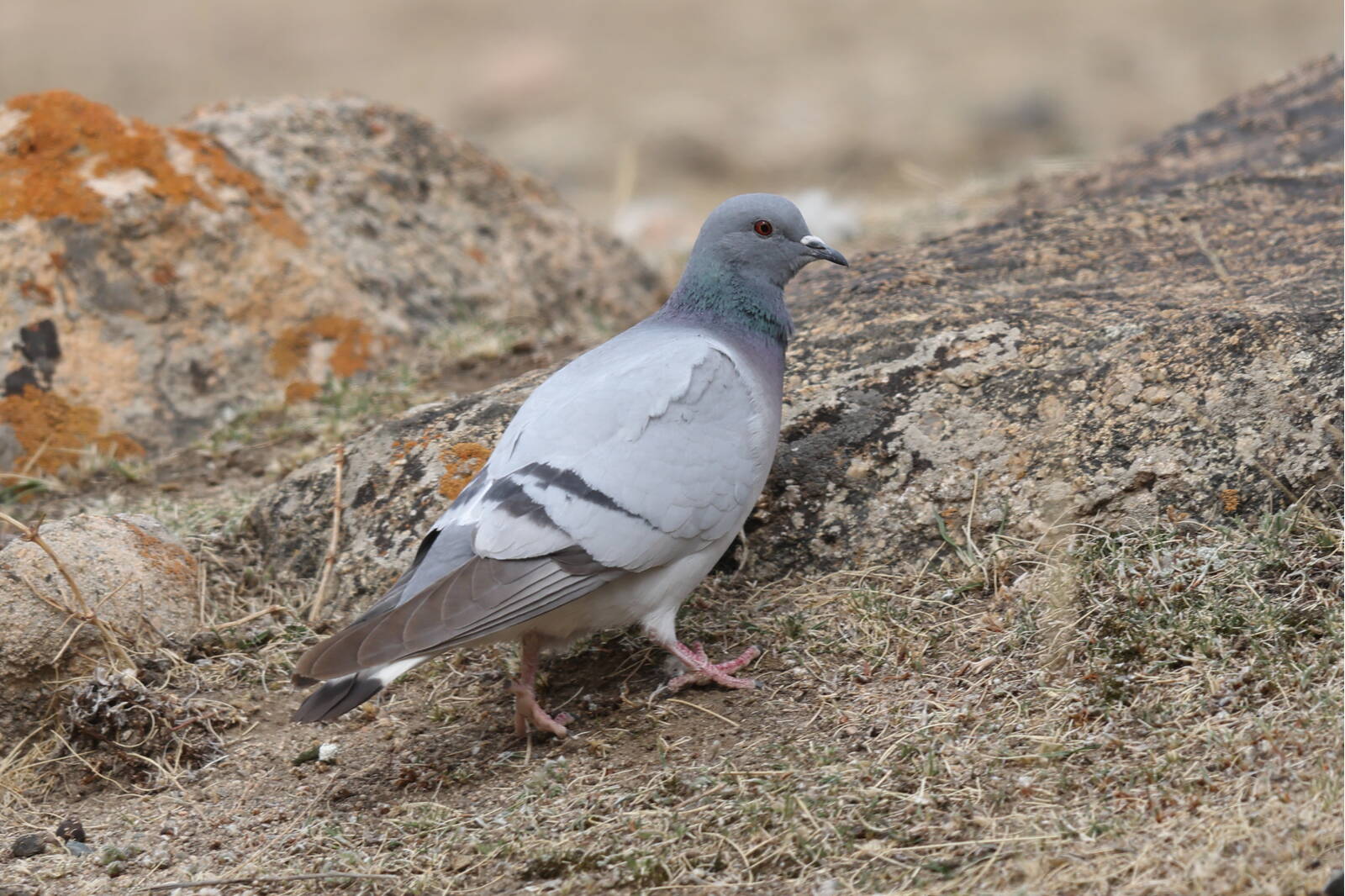 岩鸽 (Columba rupestris). 新疆鸟类.
