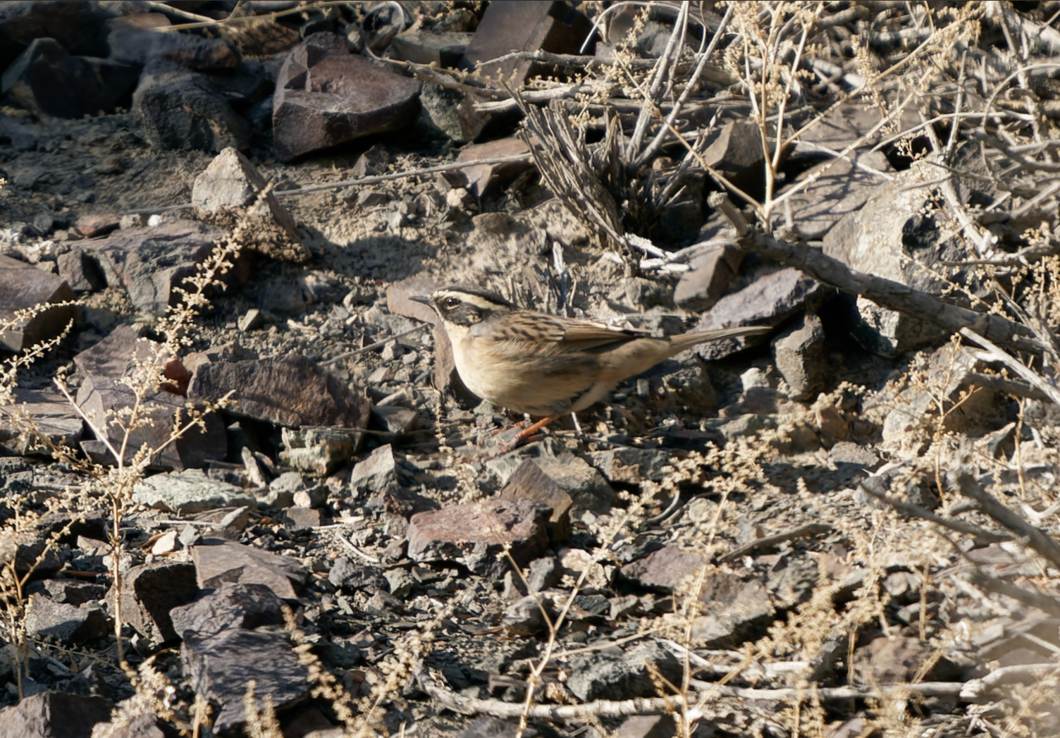 褐岩鹨 (Prunella fulvescens). 新疆鸟类.