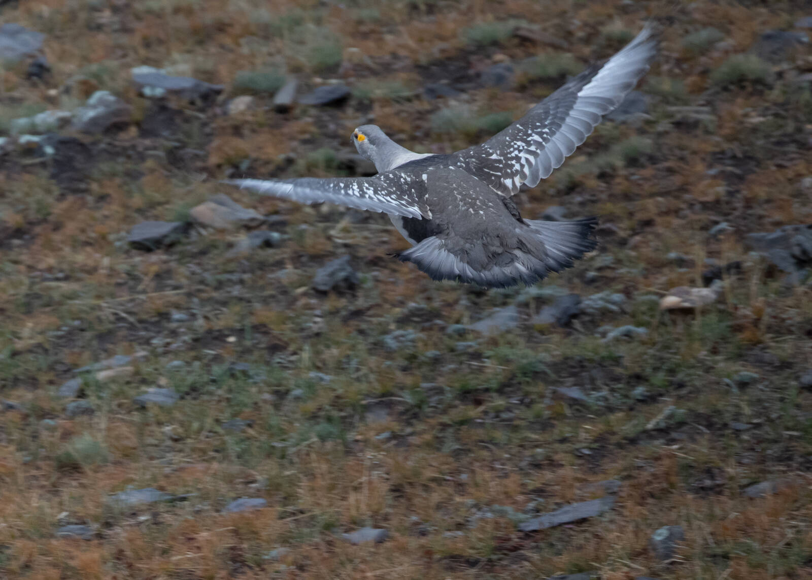 阿尔泰雪鸡 (Tetraogallus altaicus). 新疆鸟类.